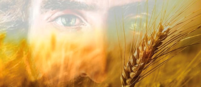 Matteo 12, 1-8: "Il Signore del Sabato...". (Commento di don Franco ...